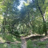 Black Ridge Trail, Virginia - 655 Reviews, Map | AllTrails