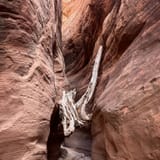 Wire Pass Trail, Utah - 3,167 Reviews, Map | AllTrails