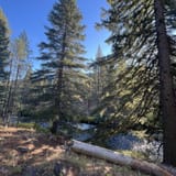West Metolius River Trail, Oregon - 745 Reviews, Map | AllTrails