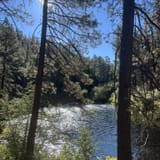 West Metolius River Trail, Oregon - 745 Reviews, Map | AllTrails