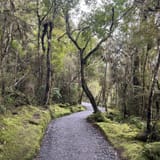 Lake Matheson Walk: 1 200 Zdjęcia – West Coast, Nowa Zelandia | AllTrails