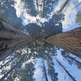 Muir Grove Trail, California - 411 Reviews, Map | AllTrails