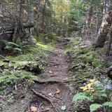 Rooster Comb Trail, New York - 1,324 Reviews, Map | AllTrails