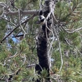 Chickadee Ridge via Tahoe Rim Trail, Nevada - 2,877 Reviews, Map ...