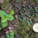 Trinidad Head/Tsurai Loop, California - 1,320 Reviews, Map | AllTrails