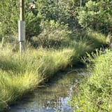 Cedar Point Tideland Trail, North Carolina - 773 Reviews, Map | AllTrails