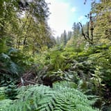 Nolte State Park Deep Lake, Washington - 609 Reviews, Map | AllTrails