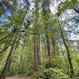 Nolte State Park Deep Lake, Washington - 609 Reviews, Map | AllTrails