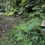 Mount 'Alava Trail, Tutuila, American Samoa - 51 Reviews, Map | AllTrails