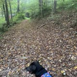 Morgan Run Natural Environmental Area Trails, Maryland - 417 Reviews ...