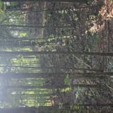 Long Branch Loop Trail, Georgia - 2,517 Reviews, Map | AllTrails