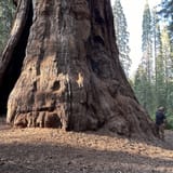 Boole Tree Loop, California - 194 Reviews, Map | AllTrails