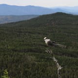 Mount Jackson and Mount Webster Trail Loop, New Hampshire - 2,460 ...
