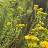 Back Bay Loop Trail, California - 2,366 Reviews, Map | AllTrails