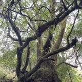 Bill's Trail to Mount Barnabe Peak Loop, California - 595 Reviews, Map ...