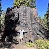 Chicago Stump Trail, California - 93 Reviews, Map | AllTrails