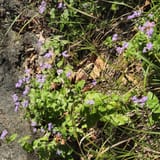Alley Spring Overlook Trail, Missouri - 341 Reviews, Map | AllTrails