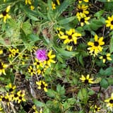 Alley Spring Overlook Trail, Missouri - 341 Reviews, Map | AllTrails