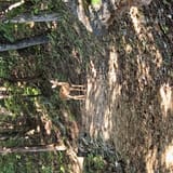 Alley Spring Overlook Trail, Missouri - 341 Reviews, Map | AllTrails