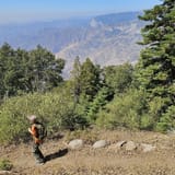 Boole Tree Loop, California - 193 Reviews, Map | AllTrails