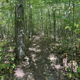 The Manistee River Loop Trail, Michigan - 2,124 Reviews, Map | AllTrails