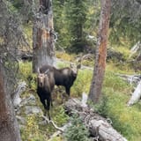 Timber Lake Trail, Colorado - 711 Reviews, Map | AllTrails