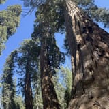 Big Trees Trail, California - 2,145 Reviews, Map | AllTrails