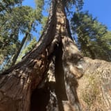 Big Trees Trail, California - 2,164 Reviews, Map | AllTrails