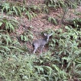 Bill's Trail to Mount Barnabe Peak Loop, California - 595 Reviews, Map ...