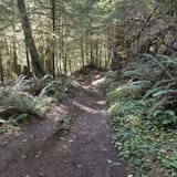 Clatsop Loop Trail from Indian Beach, Oregon - 3,267 Reviews, Map ...