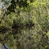 Daubenmire Trail, Florida - 693 Reviews, Map | AllTrails