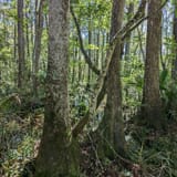Daubenmire Trail, Florida - 693 Reviews, Map | AllTrails