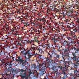 Grout Pond Trail, Vermont - 298 Reviews, Map | AllTrails