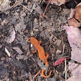 Grout Pond Trail, Vermont - 296 Reviews, Map | AllTrails