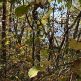 Riprap Trail , Virginia - 1,780 Reviews, Map | AllTrails