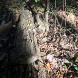 Salt Run, Ohio - 1,515 Reviews, Map | AllTrails