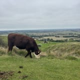 Wye and the North Downs Circular Walk, Kent, England - 658 Reviews, Map ...