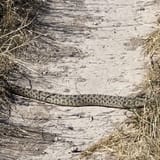 Castle Trail to Medicine Root Loop, South Dakota - 685 Reviews, Map ...