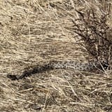 Castle Trail to Medicine Root Loop, South Dakota - 685 Reviews, Map ...