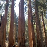 Muir Grove Trail, California - 411 Reviews, Map | AllTrails