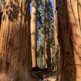 Muir Grove Trail, California - 411 Reviews, Map | AllTrails