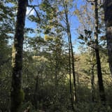 Japanese Gulch Loop Trail, Washington - 1,254 Reviews, Map | AllTrails