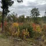 Navarino Nature Center Loop Trail, Wisconsin - 169 Reviews, Map | AllTrails
