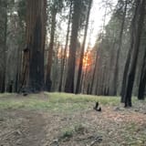 Muir Grove Trail, California - 411 Reviews, Map | AllTrails