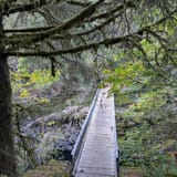 Wilson River Trail, Oregon - 822 Reviews, Map | AllTrails