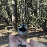 Chickadee Ridge via Tahoe Rim Trail, Nevada - 2,877 Reviews, Map ...