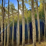 Lockett Meadow Inner Basin Loop, Arizona - 823 Reviews, Map | AllTrails