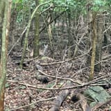 Reef Bay Trail, Saint John, US Virgin Islands - 1,077 Reviews, Map ...