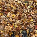 Stowe Pinnacle Trail, Vermont - 2,709 Reviews, Map | AllTrails