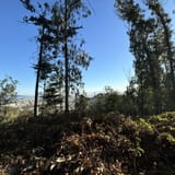 Mount Sutro Loop, California - 2,517 Reviews, Map | AllTrails